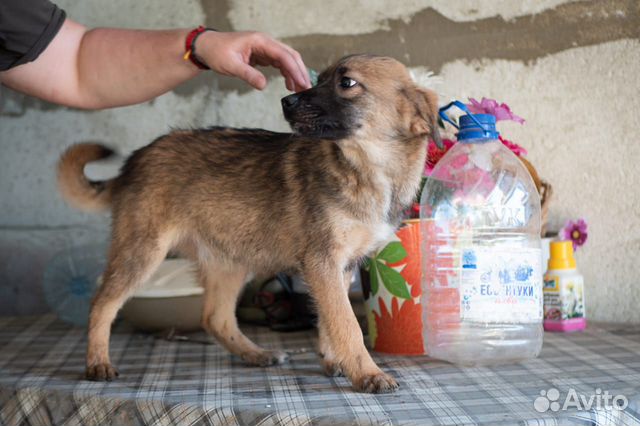 Ищет дом щенок мелкой Собачки Бублик