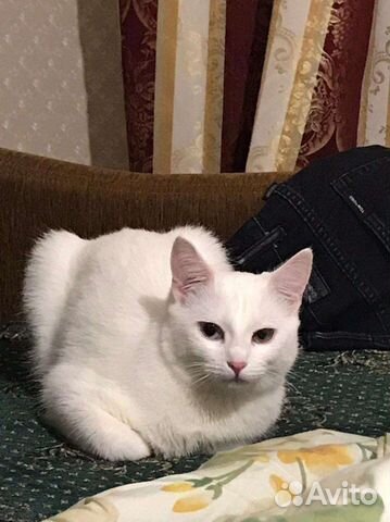 Кошка порода Канни