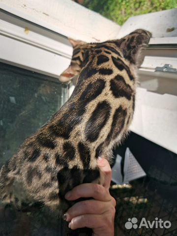 Бенгальские котята
