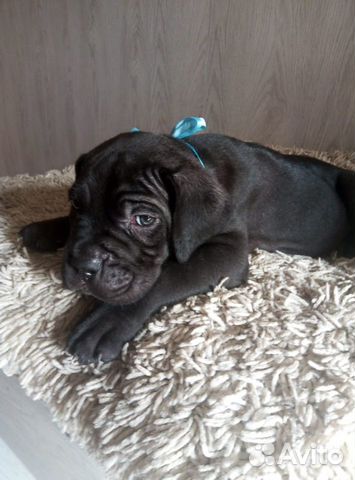 Щенки кане Корсо