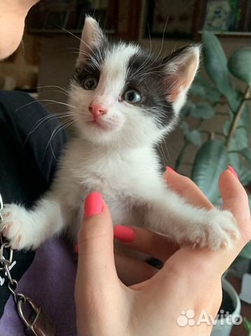 Трехцветная радость