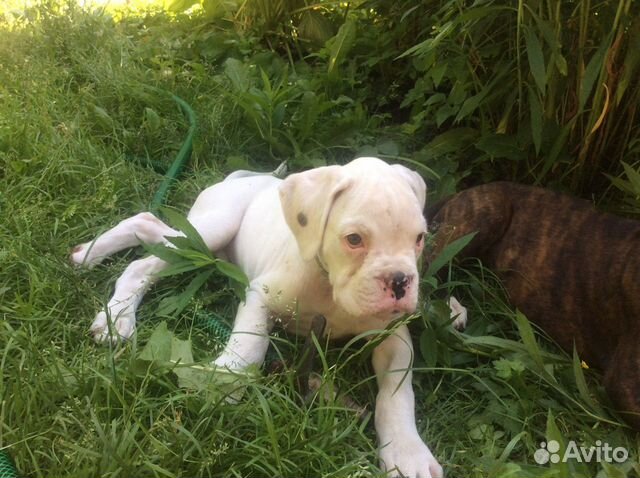 Щенки боксера