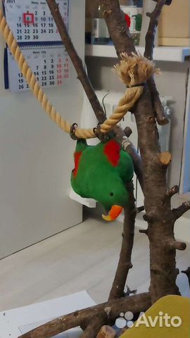 Благородный попугай. Эклектус