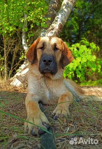 Щенок-метис