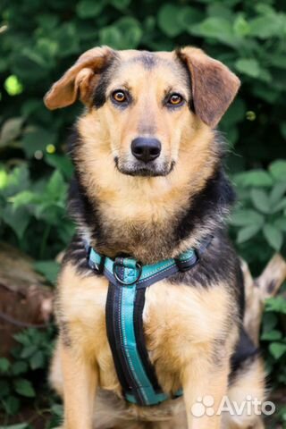 Умница Кармен в добрые руки