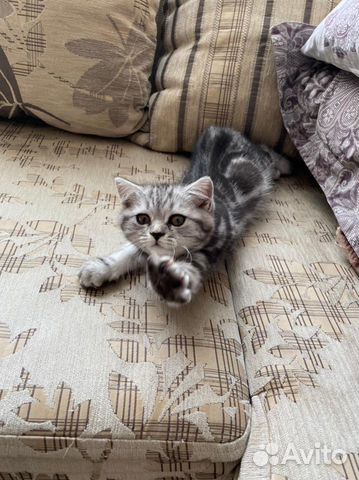 Британский котенок, ласковая девочка, 4,5 мес. При