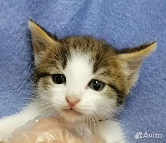 Деловитый котенок Чебурашка в дар