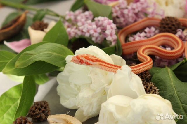 Маисовые полоза