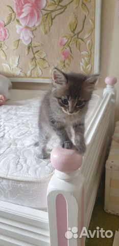 Котенок 7 недель