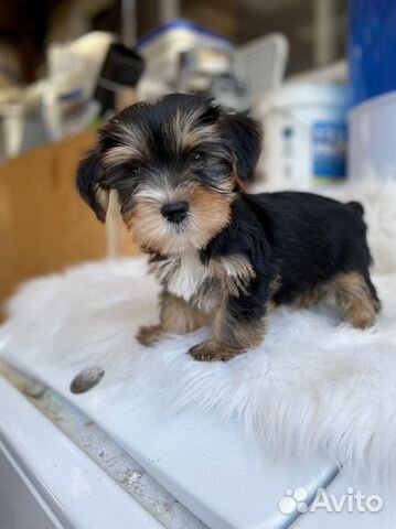 Продаются очаровательные щенки йоркширского терьер