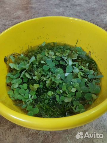 Аквариумные растения