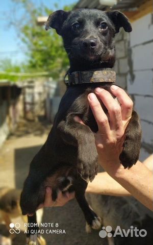 Ищет дом мелкий мальчик