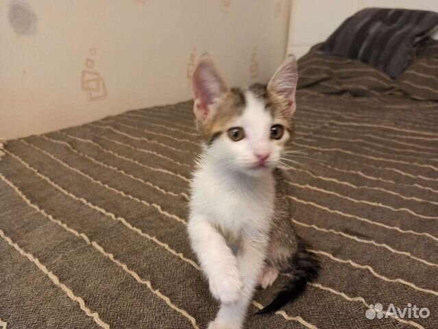 Котята в добрые руки, мальчик и девочка