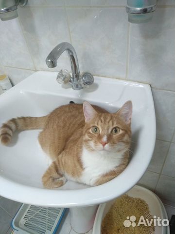 Отдам кота Филимона в добрые руки