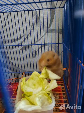 Сирийский хомяк бесплатно