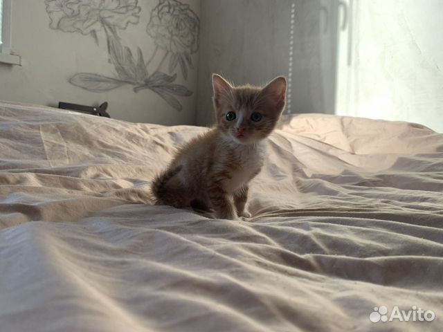 Рыжик ищет дом