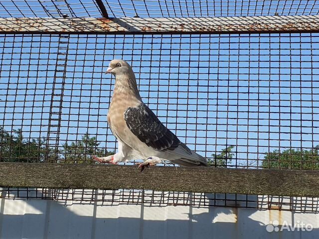 Продажа голубей