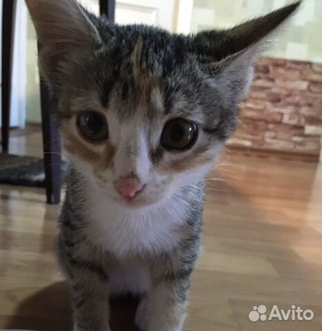 Котенок ищет свою любимую семью