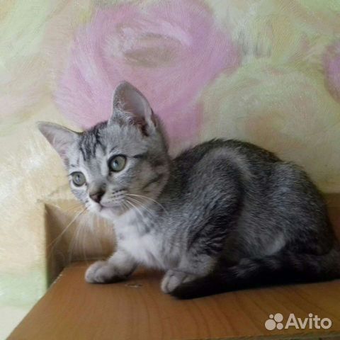 Бурмиллы и бомбейская