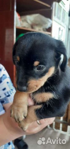 Цвергпинчер