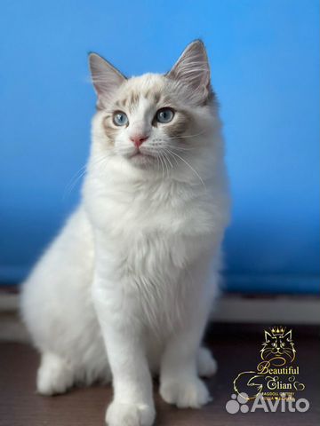 Котенок рэгдолл