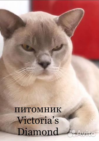 Шикарные котята бурма европейская