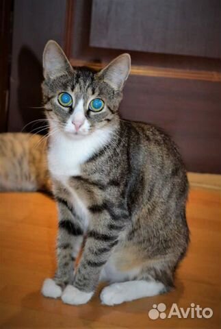 Кошка в добрые руки