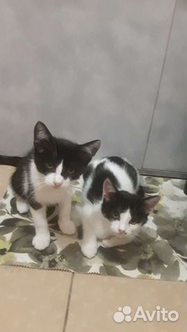 Котята в добрые руки с приданым