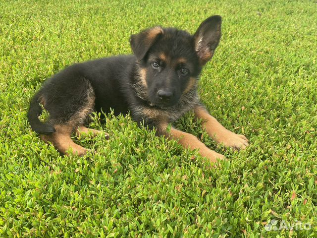 Щенок Немецкой Овчарки,девочка