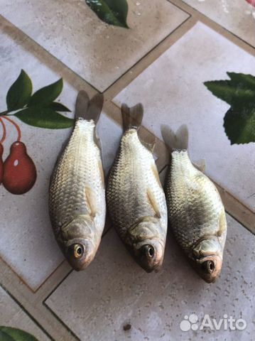 Мальки золотого карася