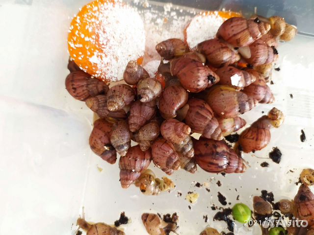 Улитки ахатины бесплатно