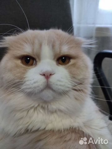 Кот