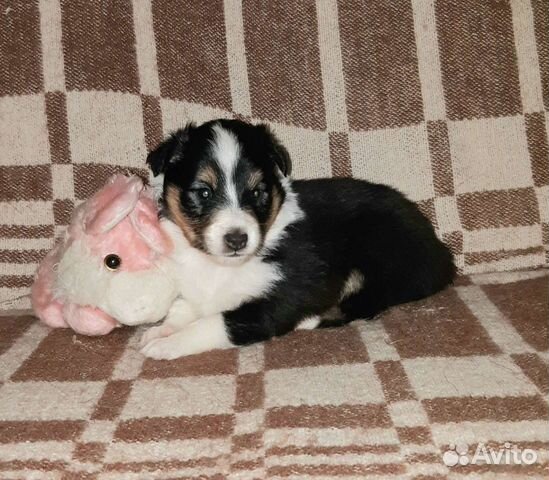 Шелтидевочка