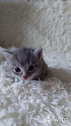 Шотландские прямоухие котята