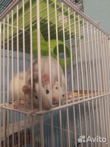 Крысы с клеткой