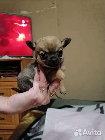 Щенки чихуахуа мини