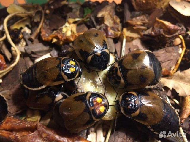 Тараканы автомобильчики