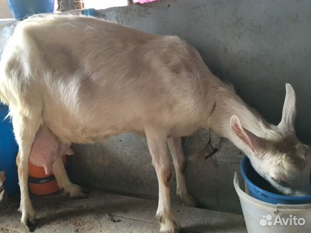 Коза дойная продается