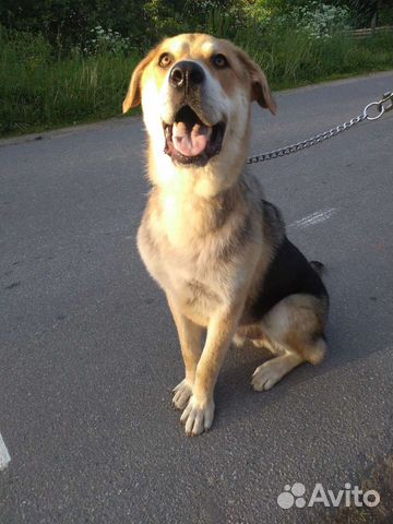 Вилли в поисках своего счастья