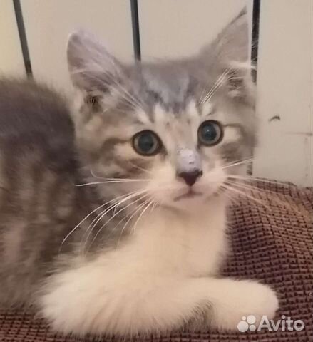 Котенок