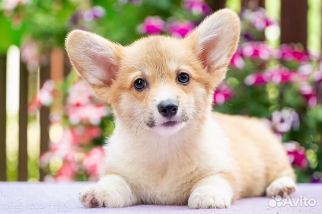 Вельш корги пемброк рыжики