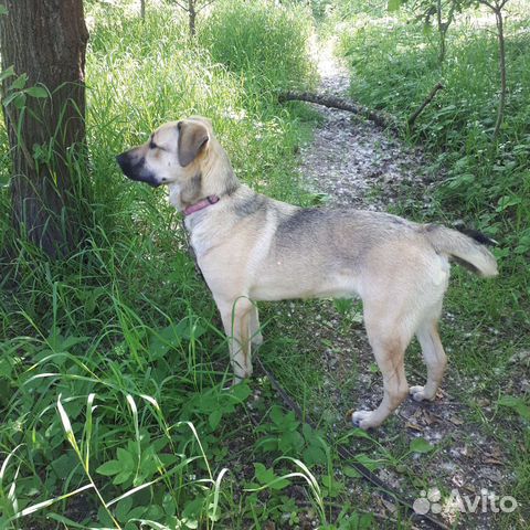 Родственнику анатолийской овчарки нужен дом