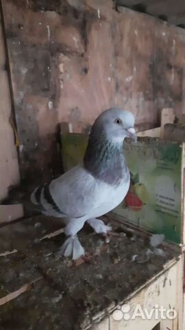 Голубь