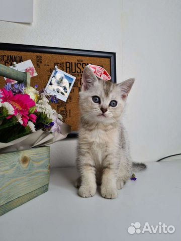Британские котята шиншилла