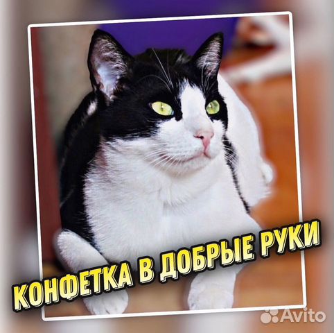 Конфетка в добрые руки