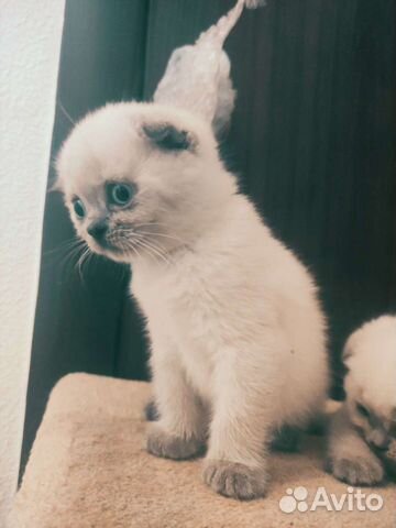 Шотландские котята