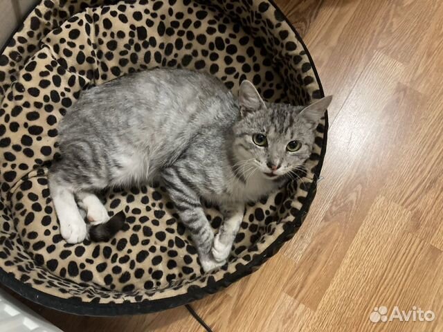 Кот Патрик в поисках дома