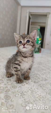 Котенок пятнистый