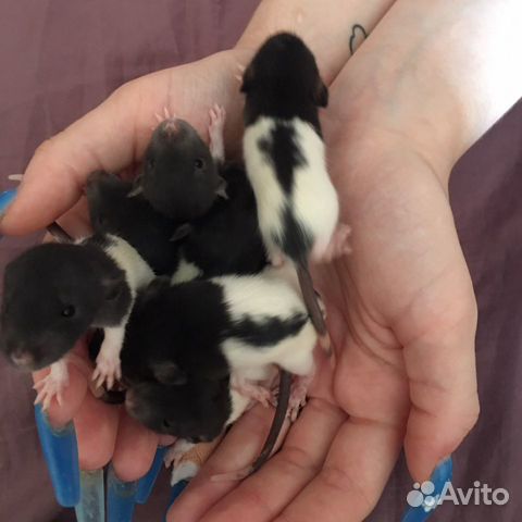 Малыши декоративной крысы