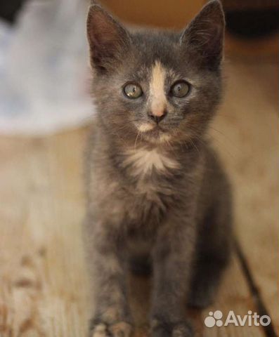 Коткнок в добрые руки